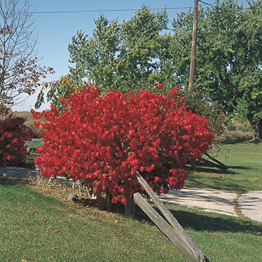 Ruby Carousel Barberry