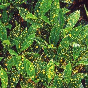 Yellow Dot Plant